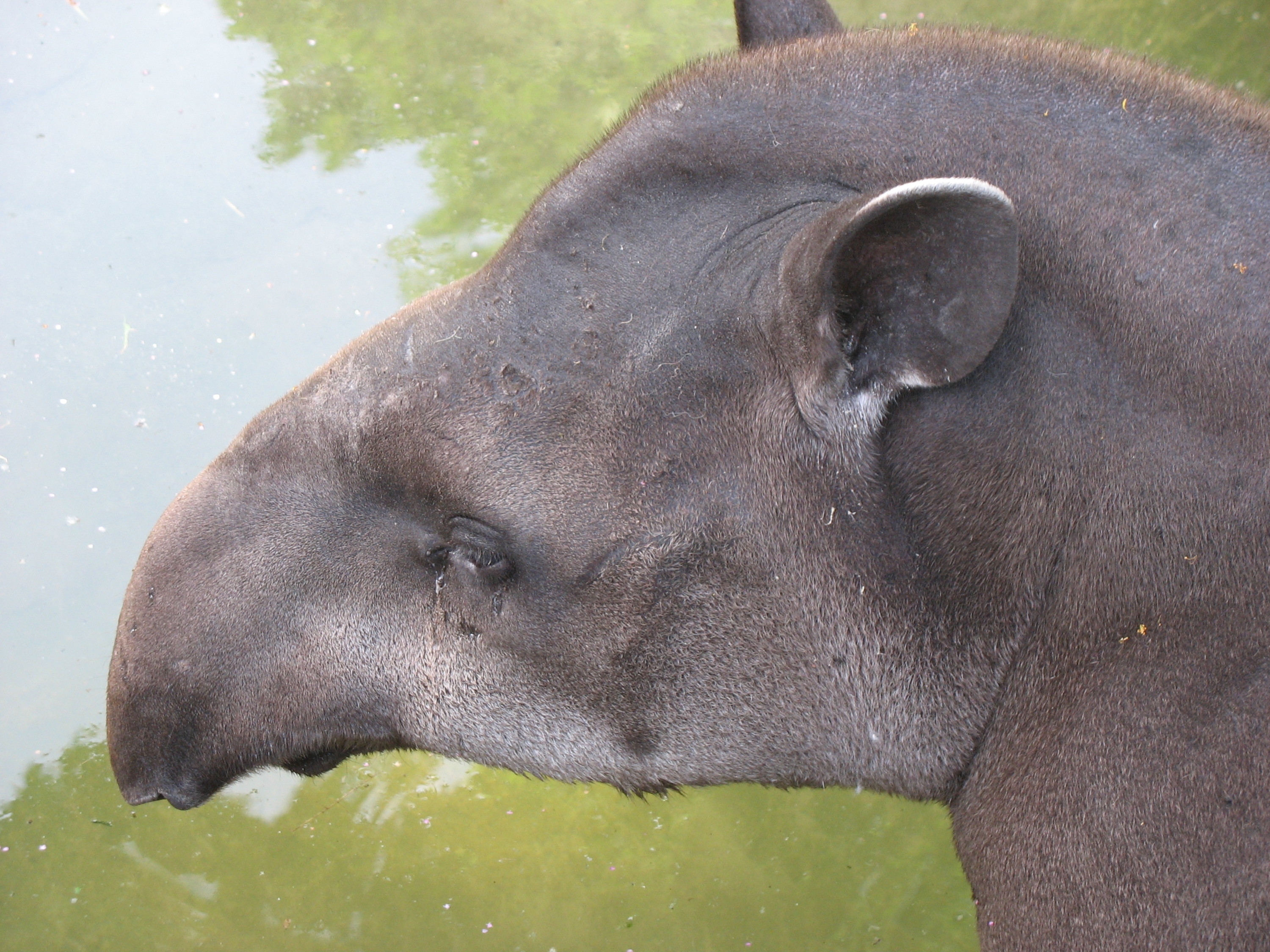 canstockphoto tapir | Smaulgld