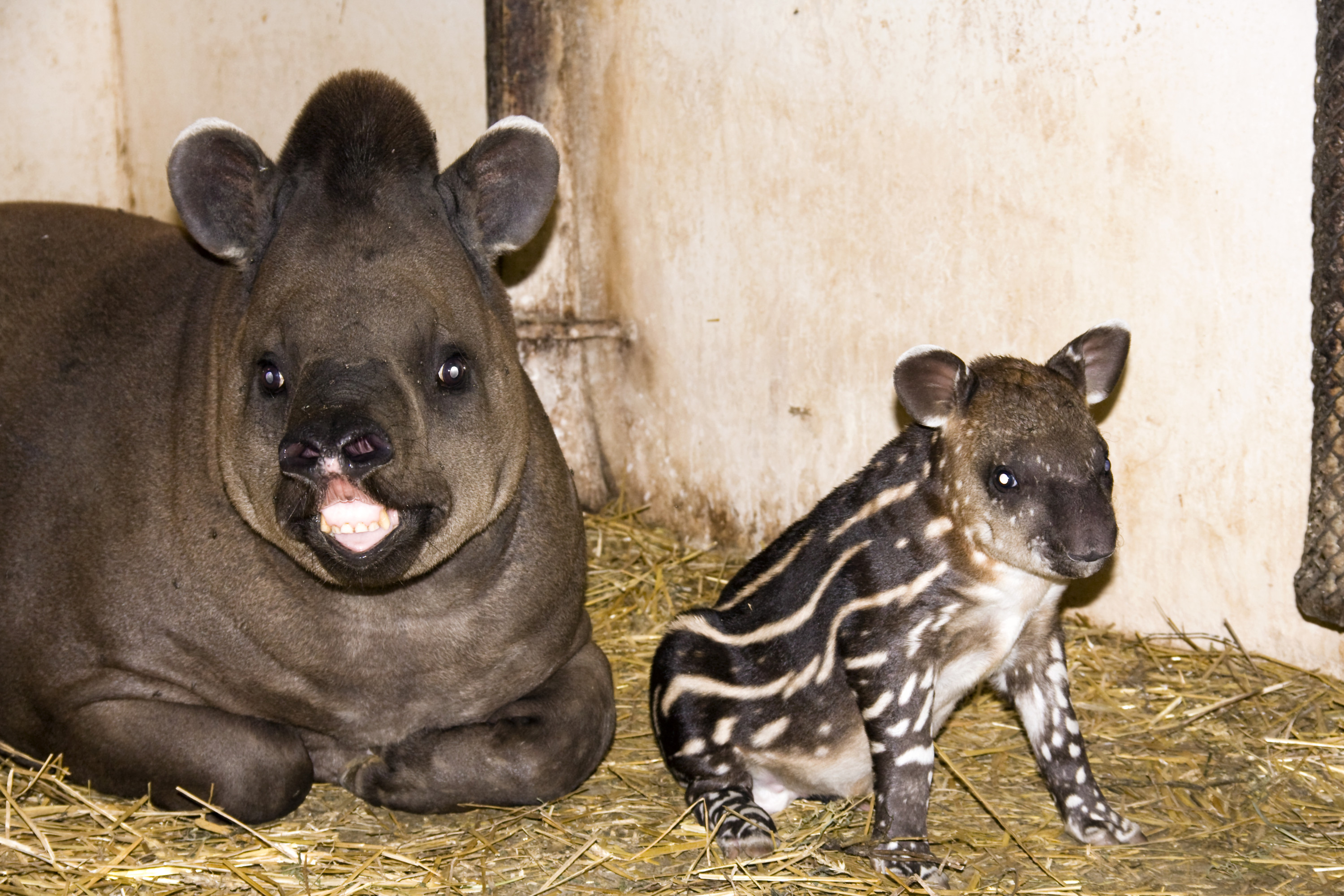 Evil Baby Tapir